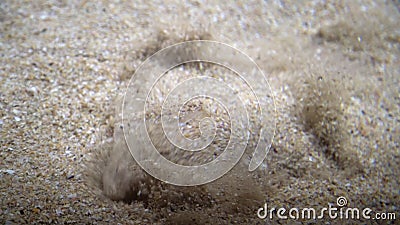 Flatfish - Pleuronectidae. Flat Fish Laying Under the Sand on the Sea ...