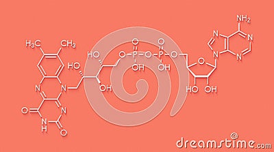 Flavin Adenine Dinucleotide FAD Redox Coenzyme Molecule. Skeletal ...