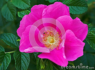 Fleur Rose Sauvage Photo stock - Image: 9724640