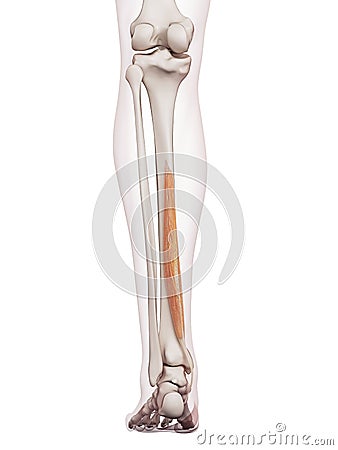 The Flexor Digitorum Longus Royalty-Free Illustration | CartoonDealer ...