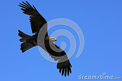 Fliegender Goldener Adler Lizenzfreie Stockfotografie - Bild: 17082997