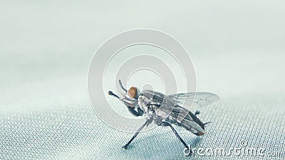 Flies on the fabric floor stock video. Video of arthropod - 200300337