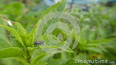 Flies On The Basil Leaves Royalty-Free Stock Photo | CartoonDealer.com ...