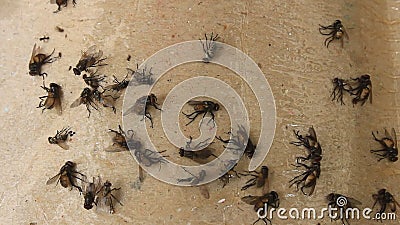 Flies stuck on fly trap stock footage. Video of insect - 57390540