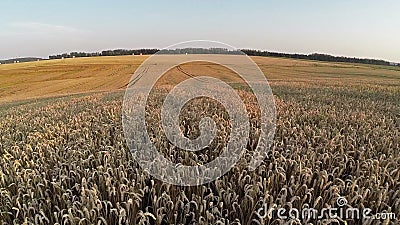Flight Above Wheat Field, Aerial Panoramic View. Stock Footage - Video ...