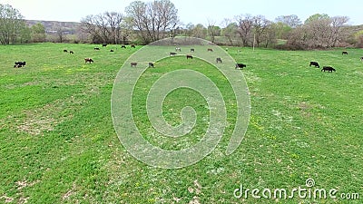 A Flight Over a Field on Which a Herd of Cows is Grazed. Bird`s Eye ...