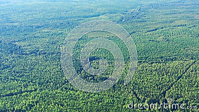 Flight Over Summer Forest Consisting of Various Trees - Spruce, Pine ...