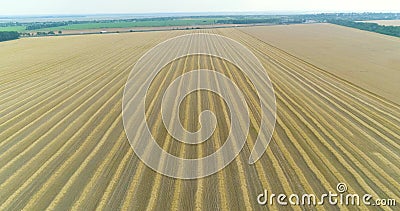 Flight Over a Large Wheat Field. Ripe Wheat Top View Stock Video ...