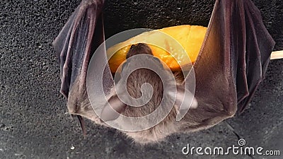 A Flightless Fruit Bat Crawling Eating Mango on the Wall Stock Video ...