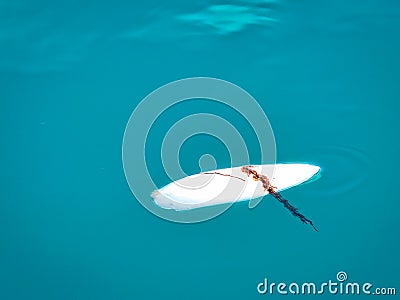 Floating Cuttlefish Bone With Trailing Seaweed Stock Photography ...