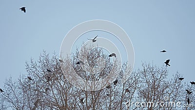 Flock of Autumn Birds Taking Off from a Tree, a Flock of Crows Black ...