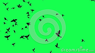 Flock of Birds Flying on Green Screen Stock Video - Video of pattern ...