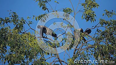 Flock of Birds Ravens in the Summer Sits on a Tree. a Flock of Crows. a ...