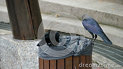 Flock of Crows Eating Garbage from Trash Bin and Doing Mess in Public ...