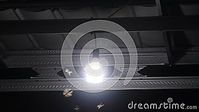 Insects, Moths, Flying into the Light at Night Stock Footage - Video of ...