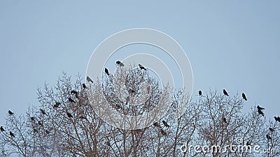 Flock of Raven Birds Sitting on Autumn a Tree Dry Branches of Trees ...
