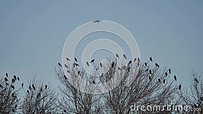 Flock of Raven Birds Sitting on a Tree Dry Branches of Trees Autumn ...