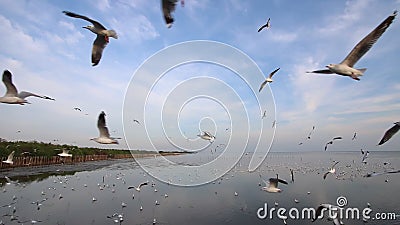 Flock Of Seagulls Fly Overhead Stock Video - Video of inspiration ...