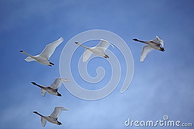 Flock Of Trumpeter Swans Flying In V Formation Royalty Free Stock ...