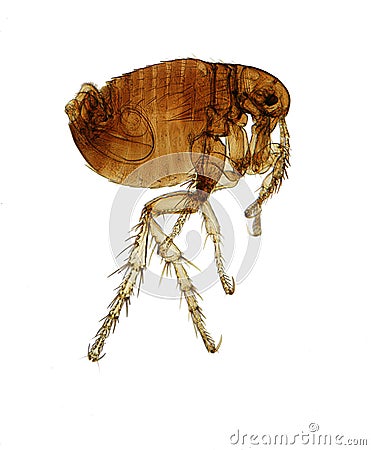 Floh Stockfoto - Bild: 1674010