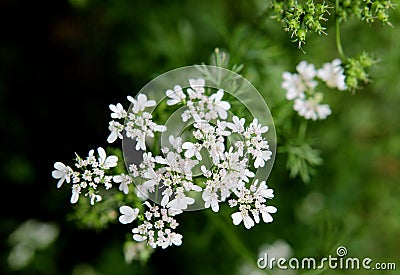 Flor Del Cilantro Fotos de archivo - Imagen: 25230833