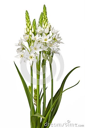 Floral Chincherinchee Flower Isolated Royalty Free Stock Photo - Image ...