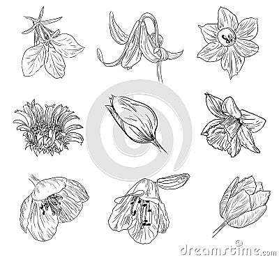 Floral Sketch Illustration Stock Images - Image: 18855474
