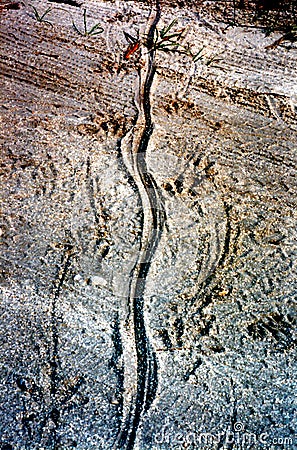 Florida Alligator Tracks Royalty Free Stock Photo - Image: 5954195