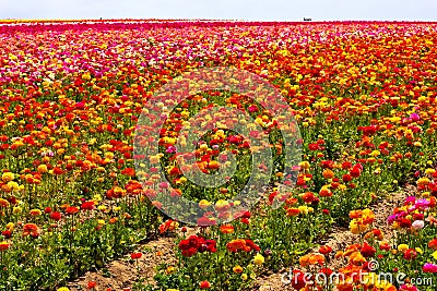 Flower Field Stock Photography - Image: 9223142