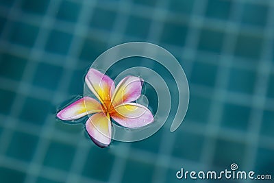 Flower Floating On Swimming Pool Water Stock Photography ...