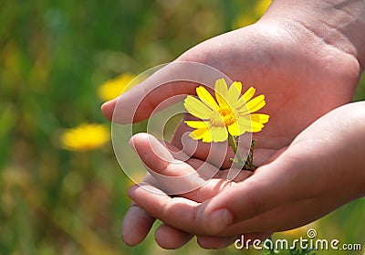 Yellow Flower In Hands Of A Child Stock Image - Image: 9119361