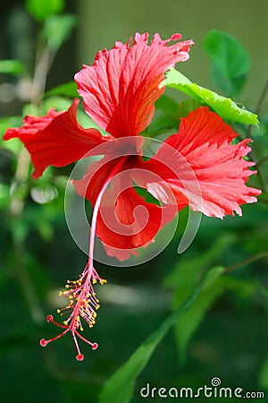Flower Hibiscus Stock Image - Image: 11500691