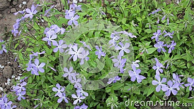 Mattiola Flower Stock Footage & Videos - 4 Stock Videos