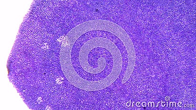 Flower petal stock video. Video of grass, nature, floral - 36271075