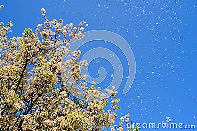 Flower Petals Blowing In The Wind Stock Photography - Image: 14130902