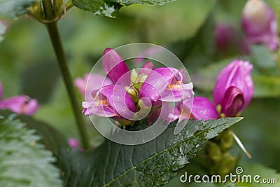 Red Turtlehead Chelone Obliqua Stock Photography | CartoonDealer.com ...