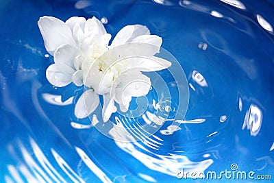 Flower And Water Stock Image - Image: 18283931