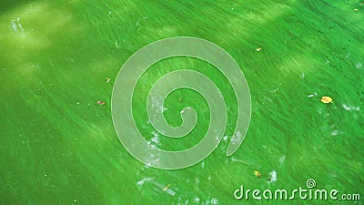 The Flowering of Water Bodies is Caused by the Massive Development of ...