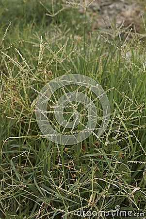 Cynodon Dactylon Plant Royalty-Free Stock Photography | CartoonDealer ...