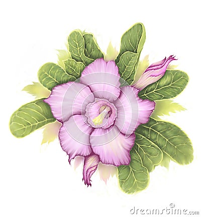 Flowers Desert Rose Royalty Free Stock Photography - Image: 31345927