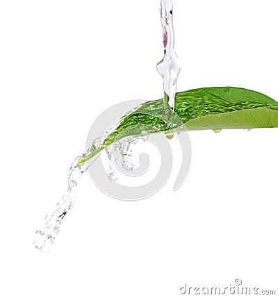 Green Leaf Over Water Reflection Stock Photo - Image of freshness ...