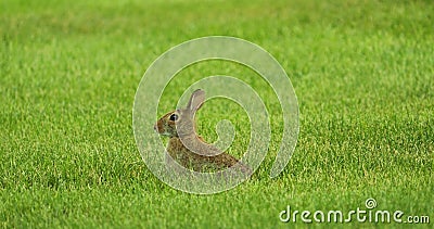 Fluffy Rabbit Sitting on the Grass is Running Away Stock Video - Video ...