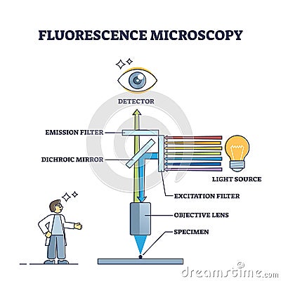 Fluorescence Microscopy Instrument Principle And Structure Outline ...