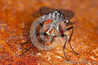 A Fly,close Up, Macro, Big Fly, Monster Insect, Front View Stock Photo ...