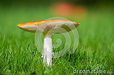 Fly Agaric Toadstool Showing Its Gills Stock Image | CartoonDealer.com ...