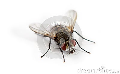 A Fly,close Up, Macro, Big Fly, Monster Insect, Front View Stock Photo ...