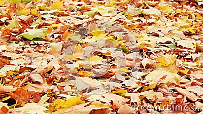 Flying autumn leaves stock video. Video of yellow, closeup - 34805128