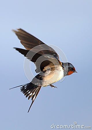 Flying Barn Swallow Stock Photo - Image: 13408420