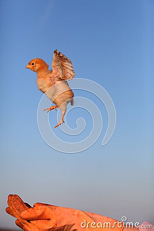 Flying Chicken Royalty Free Stock Photo - Image: 14053305