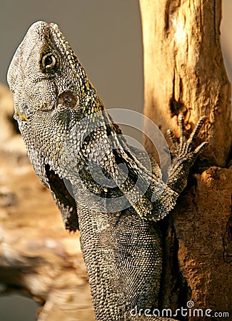 Flying Dragon Lizard 2 Stock Photo - Image: 2231830